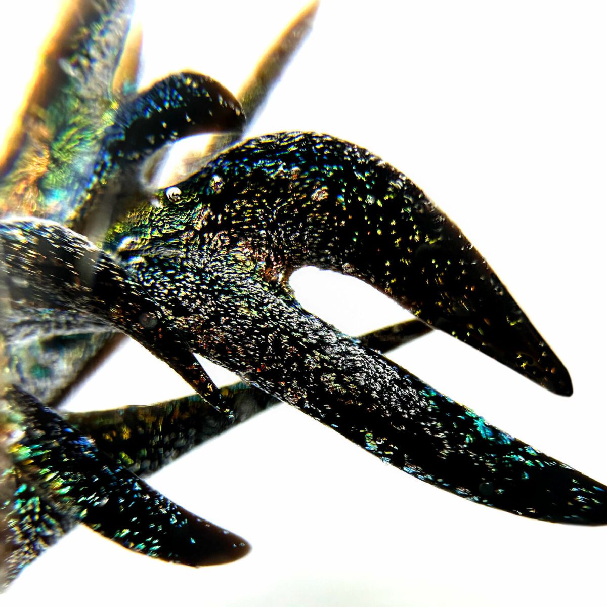 Obsidian Marble 40mm | Limited Edition - House of Marbles